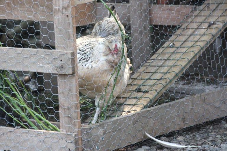 Do Chickens Have Feelings, Emotions, and Sentience? - Backyard Poultry